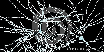 Pyramidal Neurons, Human Brain Cells Stock Illustration | CartoonDealer ...