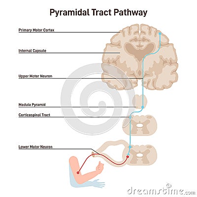 Pyramidal Tract Pathway. Somatic Nervous System, Voluntary Control ...