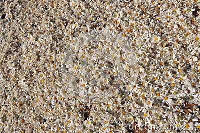 Pyrethrum (Chrysanthemum Cinerariaefolium) Stock Photo - Image: 11645720