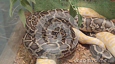 Python Molurus Also Known As Indian Rock Python, Black-tailed Python ...