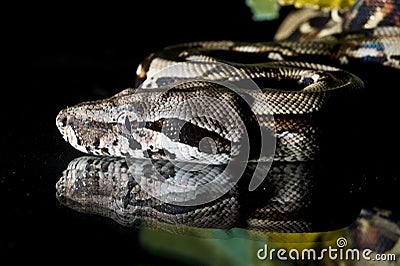 Python Snake Reptile Close-up Macro Portrait On Black Royalty Free ...