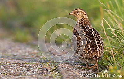 Quail In The Field Stock Photos - Image: 20793033