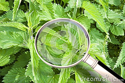 Quality Control About Stinging Nettle - HACCP Hazard Analyses And ...