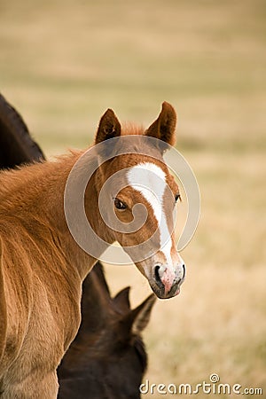 Quarter Horse Sorrel Foal Stock Image | CartoonDealer.com #5114581