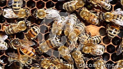 Queen Bee and Bees stock video. Video of honey, moving - 62944375