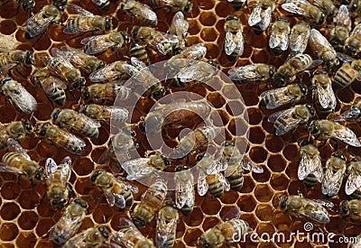 Queen Bee On Comb With Worker Bees Royalty Free Stock Images - Image ...