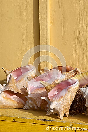 Queen Conch Shells Stock Image | CartoonDealer.com #28177129