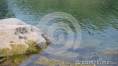 Quiet Stream of River Water. Relaxing and Peaceful River Flood Stock ...