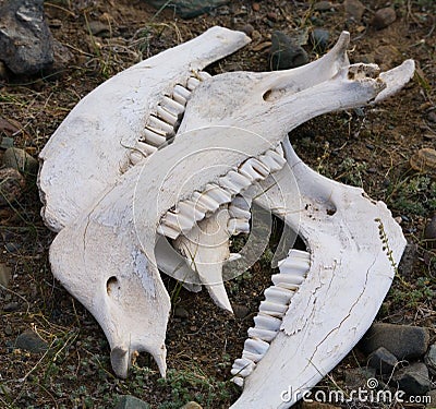 Quijadas De La Vaca Fotos de archivo - Imagen: 11151663