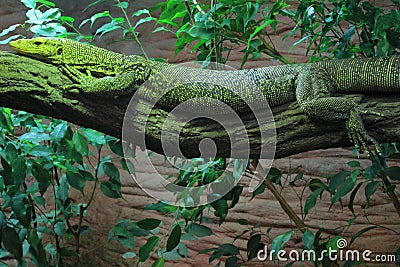 Quince Monitor Stock Photos - Image: 22644003
