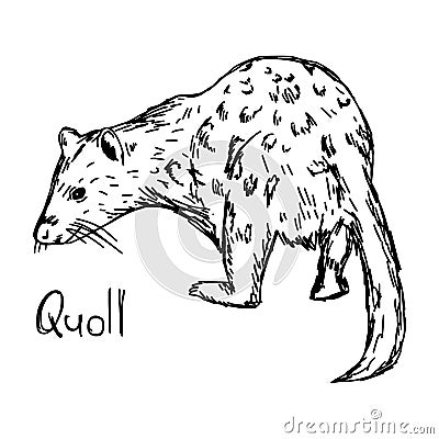 Quoll - Vector Illustration Sketch Hand Drawn With Black Lines ...