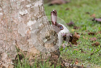 Rabbit Behind The Tree Royalty-Free Stock Photography | CartoonDealer ...