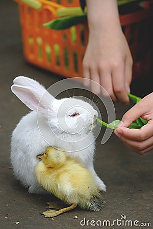 Rabbit And Duck Stock Photos - Image: 2181053