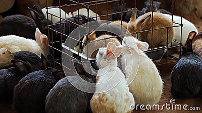 Rabbit Eating Fruit in Farm Stock Video - Video of bunny, apple: 188263247