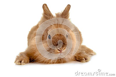 Rabbit Face Royalty Free Stock Photo - Image: 22823505
