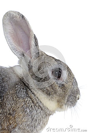 Rabbit Head Royalty Free Stock Photography - Image: 22226797
