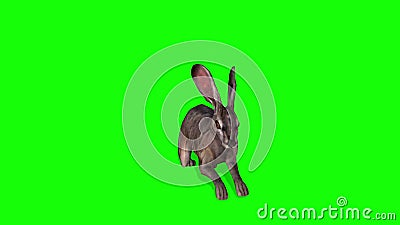 Rabbit Jumping on Green Screen Stock Video - Video of colorful, brown ...