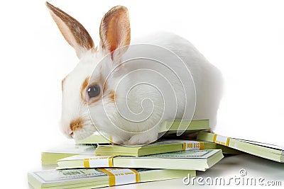 Rabbit With Money Royalty Free Stock Photo - Image: 15633155