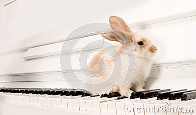 Rabbit On The Piano Keys Royalty Free Stock Photos - Image: 24179938