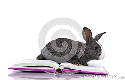 Rabbit Reading Books Stock Image - Image: 19689651