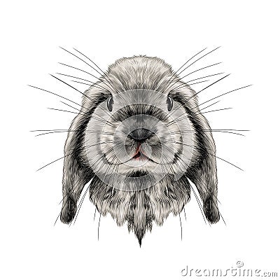 The Rabbit`s Head Full Face Symmetrical, Sketch Vector | CartoonDealer ...