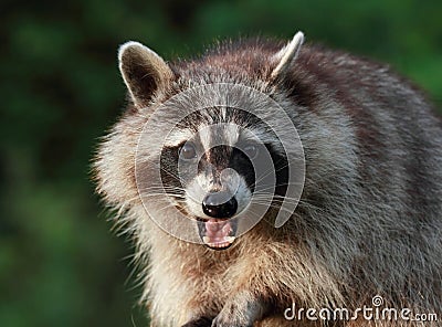 Raccoon Stock Photo - Image: 42880574