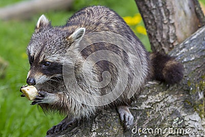 Raccoon Royalty-Free Stock Photo | CartoonDealer.com #32682285