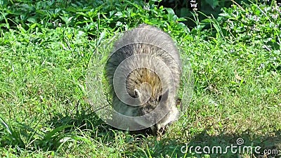 Raccoon Digging through Grass for Food Stock Footage - Video of garbage ...