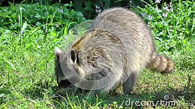 Raccoon Digging through Grass for Food Stock Footage - Video of garbage ...