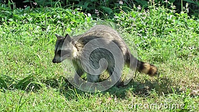 Raccoon Digging through Grass for Food Stock Footage - Video of looking ...