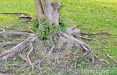 Racine D'arbre Image stock - Image: 30684861