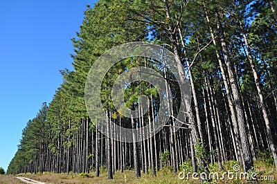 A Radiata Pine Plantation Area With Access Track Royalty Free Stock ...