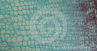 Radish Root in Cross Section Stock Video - Video of blue, fronds: 205351127