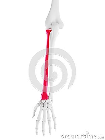 The Radius Stock Illustration | CartoonDealer.com #168625414