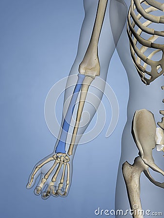Radius, Human Skeleton, 3D Model Stock Photo | CartoonDealer.com #106697077
