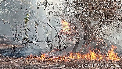 Raging Big Fire in the Forest Stock Video - Video of heat, disasters ...