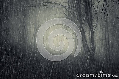 Rain In Dark Spooky Forest Stock Photo - Image: 40989372