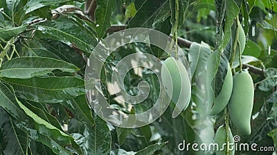 The Rain Falling on the Mango Tree Rain Water through the Mango Fruit ...
