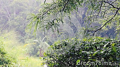 Rain in the Flower Garden. Rain Drop on Leaf Tree, Heavy Rain Falling ...