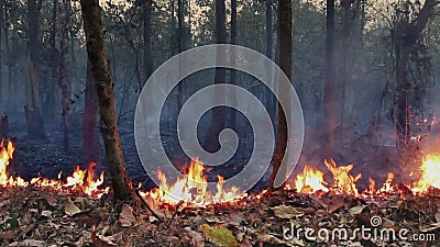 Rain Forest Fire Disaster Burning Caused by Humans Stock Video - Video ...