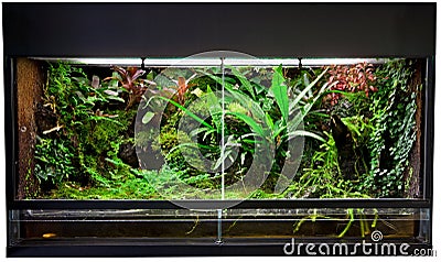 Rain Forest Terrarium Royalty Free Stock Photo - Image: 20645455