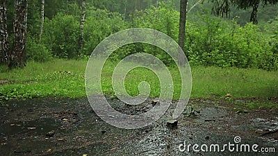 Rain and a Thunderstorm in the Woods Stock Footage - Video of drops ...
