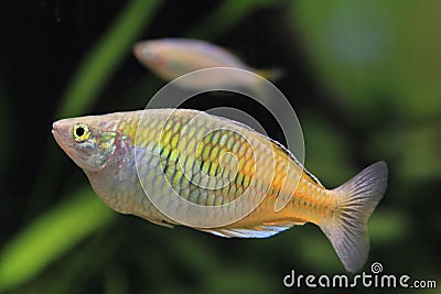 Rainbowfish Female In Aquarium Stock Image | CartoonDealer.com #14010763