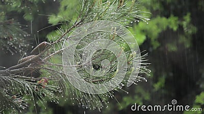 Raining on Pine Trees and Falling Drops of Water on Their Green Leaves ...