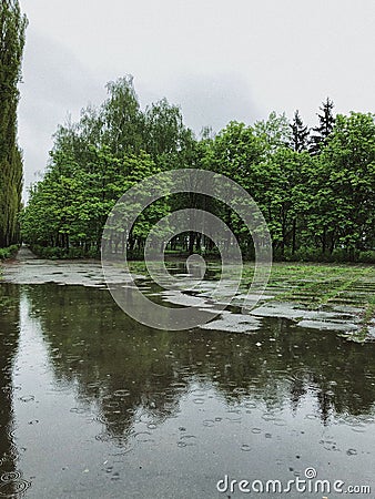 Rainy Day In The Park With Trees Reflected In The Puddle. Stock ...