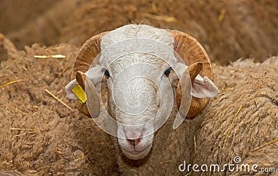 Ram Head Royalty Free Stock Photos - Image: 31639528
