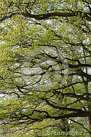 Rami Orizzontali Degli Alberi Immagini Stock Libere da Diritti ...