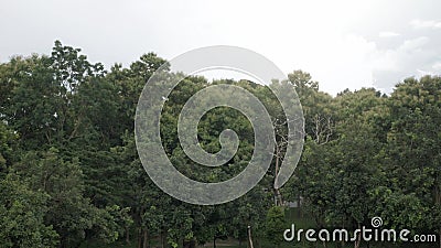 Range of Natural Trees in Forest in Aerial Point of View with Sunlight ...