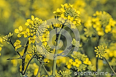 Rapspflanze (Canola, Rapssamen) Stockfoto - Bild: 70742962