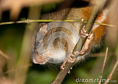 The Rare Bamboo-rat Stock Image - Image: 20045611